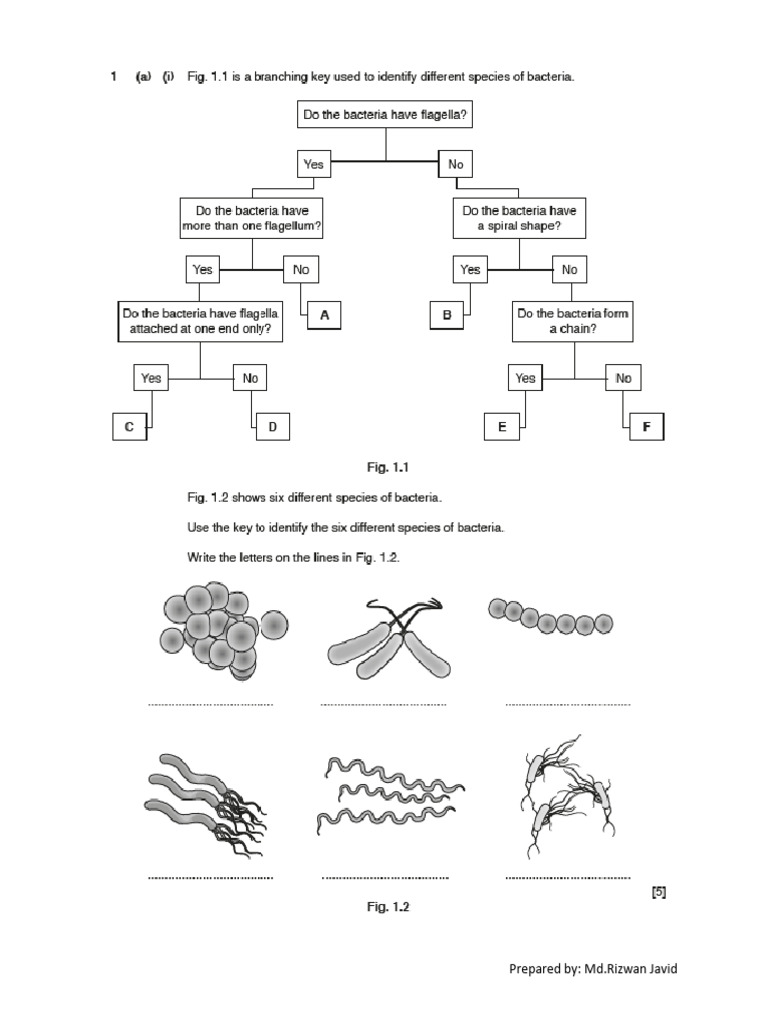 Dichotomous Keys | PDF