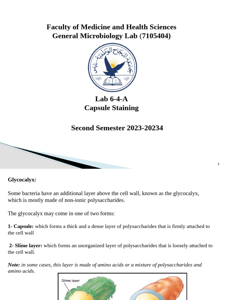 Lab 6-4-A Capsule Staining 2nd 2023-2024 | PDF | Staining | Bacteria