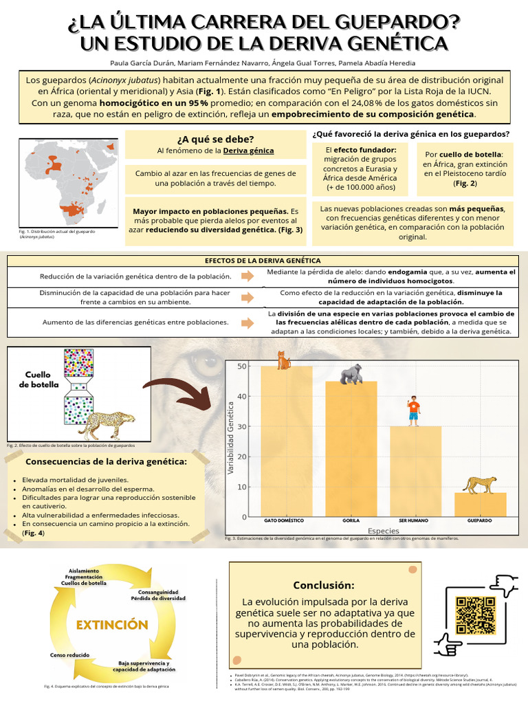 Deriva Génica en Guepardos Un Estudio de La Diversidad Genética | PDF ...