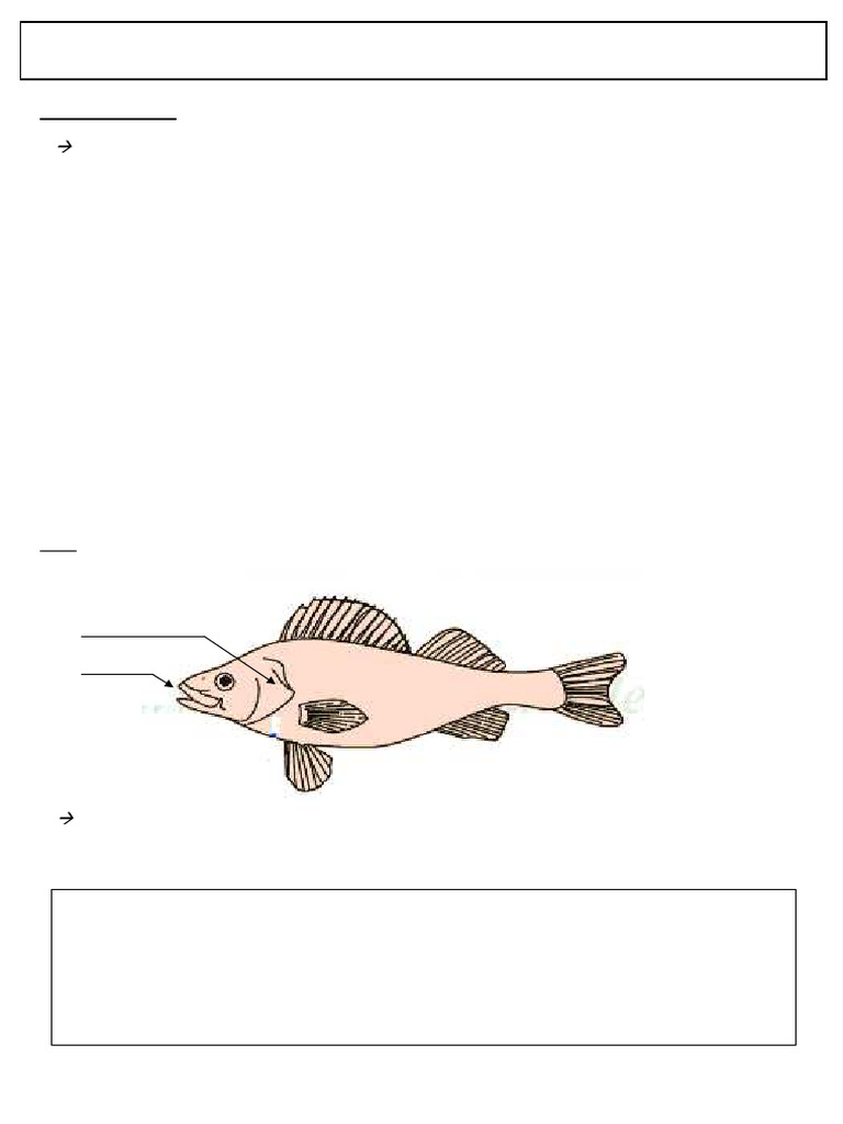TP Respiration Poisson SVT 5eme | PDF