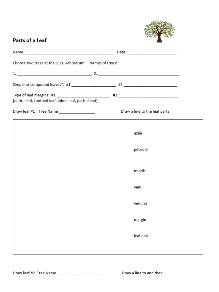 Activity-Parts-of-a-Leaf | PDF | Leaf | Stoma
