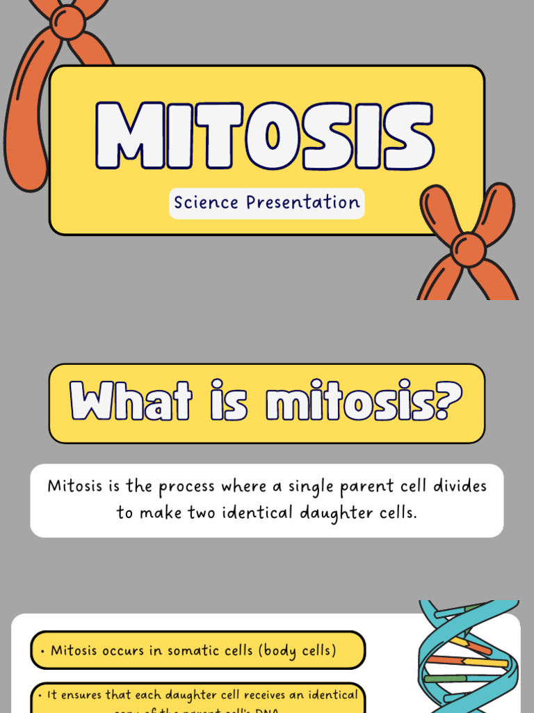 Mitosis | PDF | Mitosis | Biological Processes