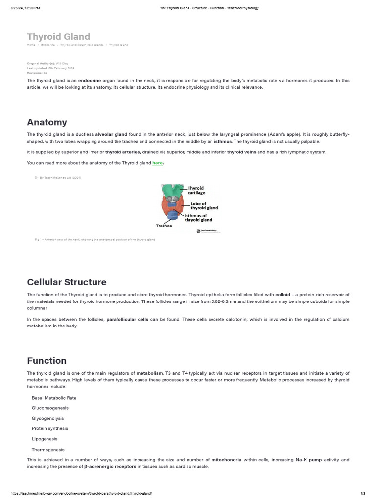 Thyroid Gland: Anatomy and Function | PDF | Thyroid | Hypothyroidism