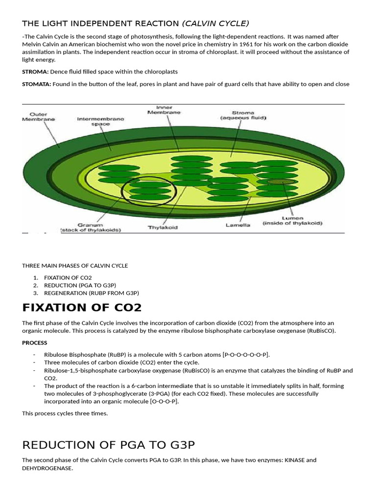 Understanding the Calvin Cycle Process | PDF | Cellular Processes ...