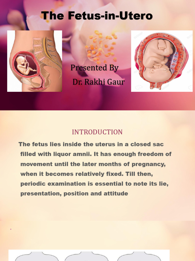 1056 Fetus in Uterus | PDF | Pelvis | Musculoskeletal System
