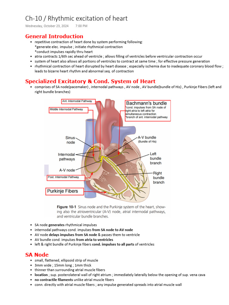 Rhythmical Excitation of Heart | PDF | Heart | Atrium (Heart)