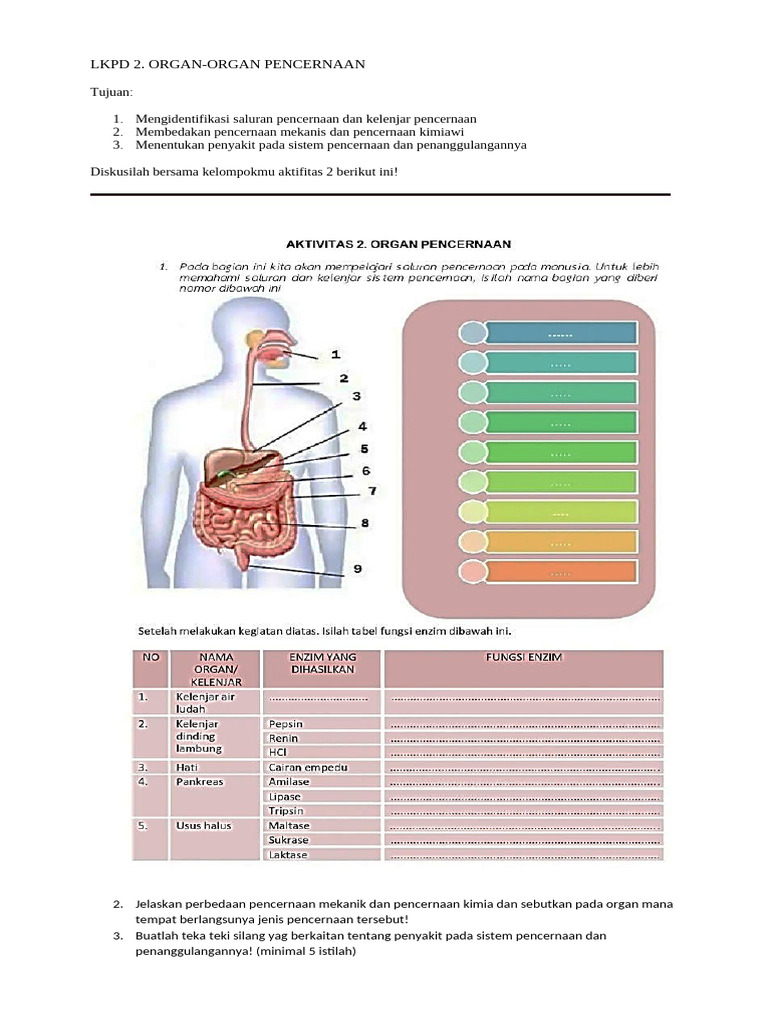 LKPD Organ-Organ Pencernaan | PDF