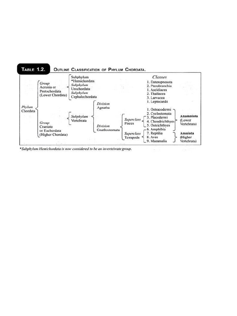 Classification of Phylum Chordata Explained | PDF | Fish