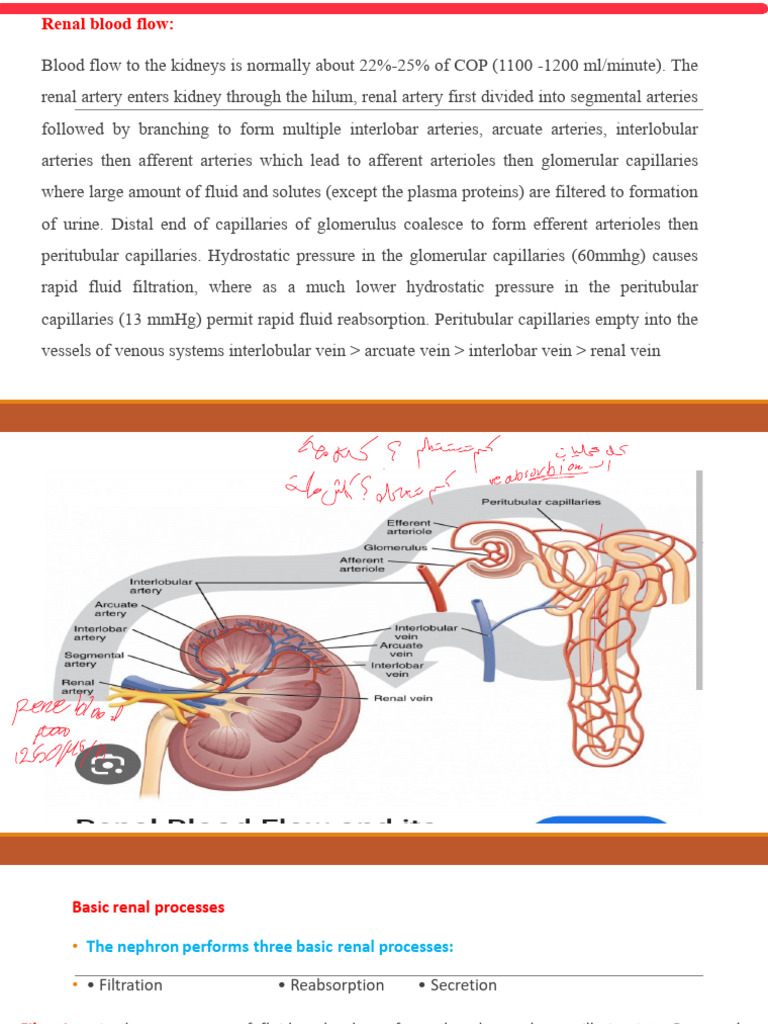 Lecture 2... Renal Physiology | PDF | Kidney | Buffer Solution