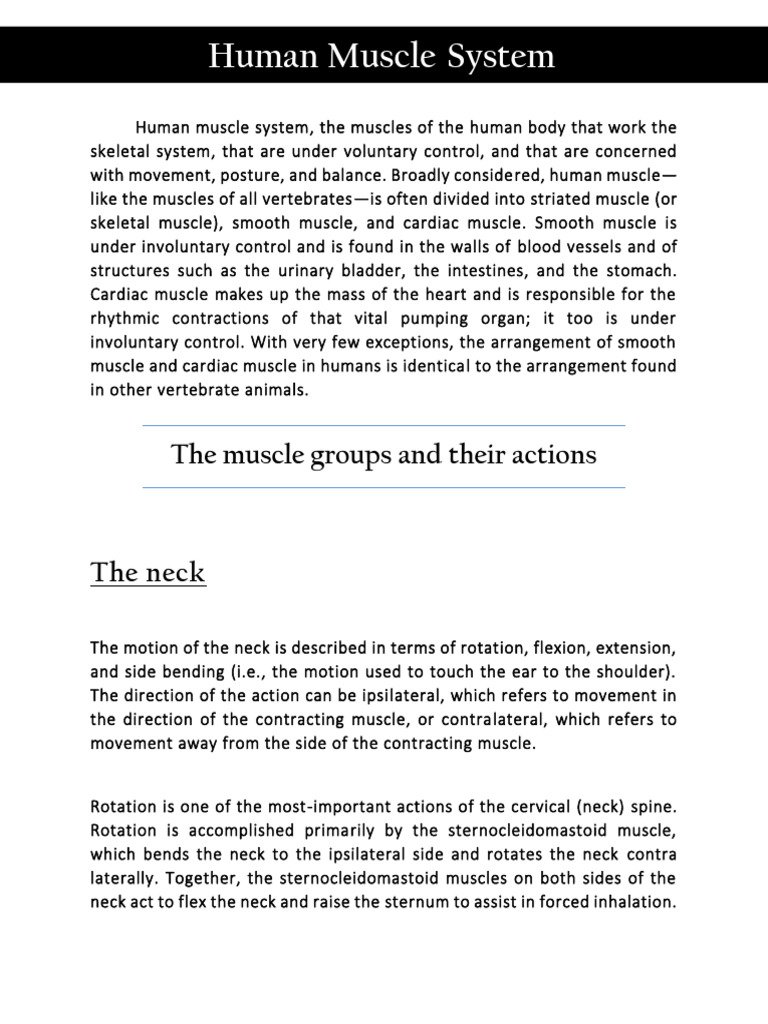 Human muscular system | PDF | Thumb | Foot