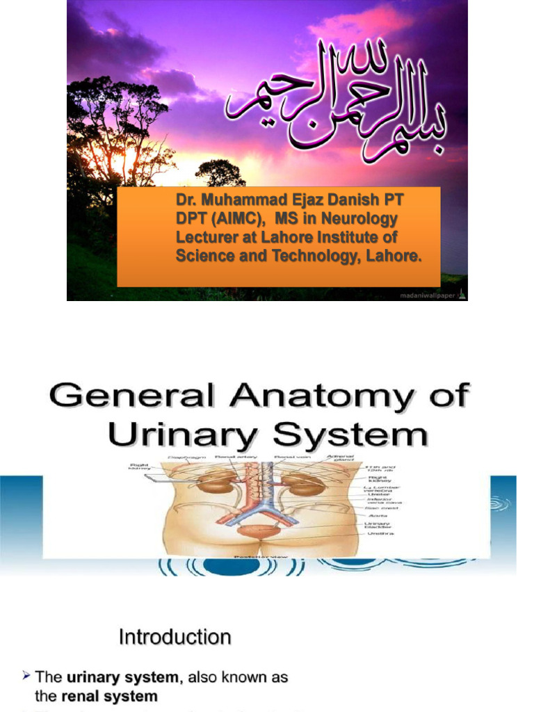 Anatomy of Urinary System | PDF