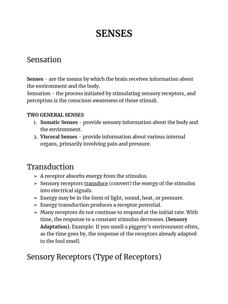Anaphy Senses | PDF | Senses | Ear
