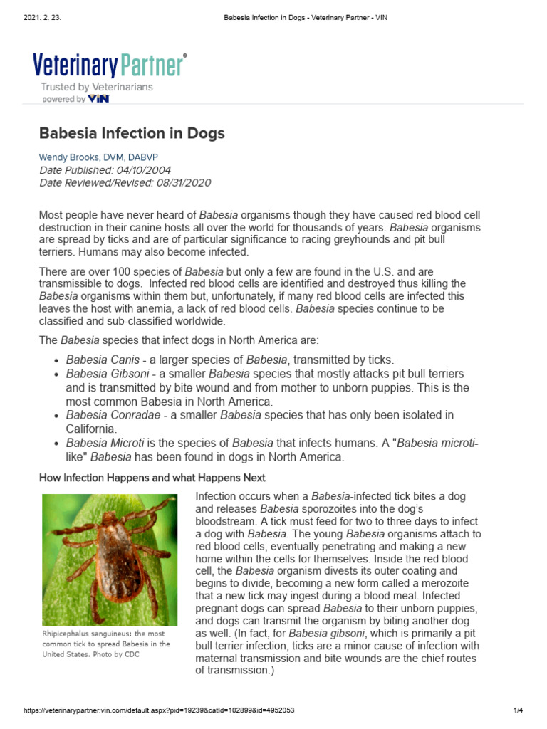 Babesia Infection in Dogs | PDF | Medical Specialties | Diseases And ...