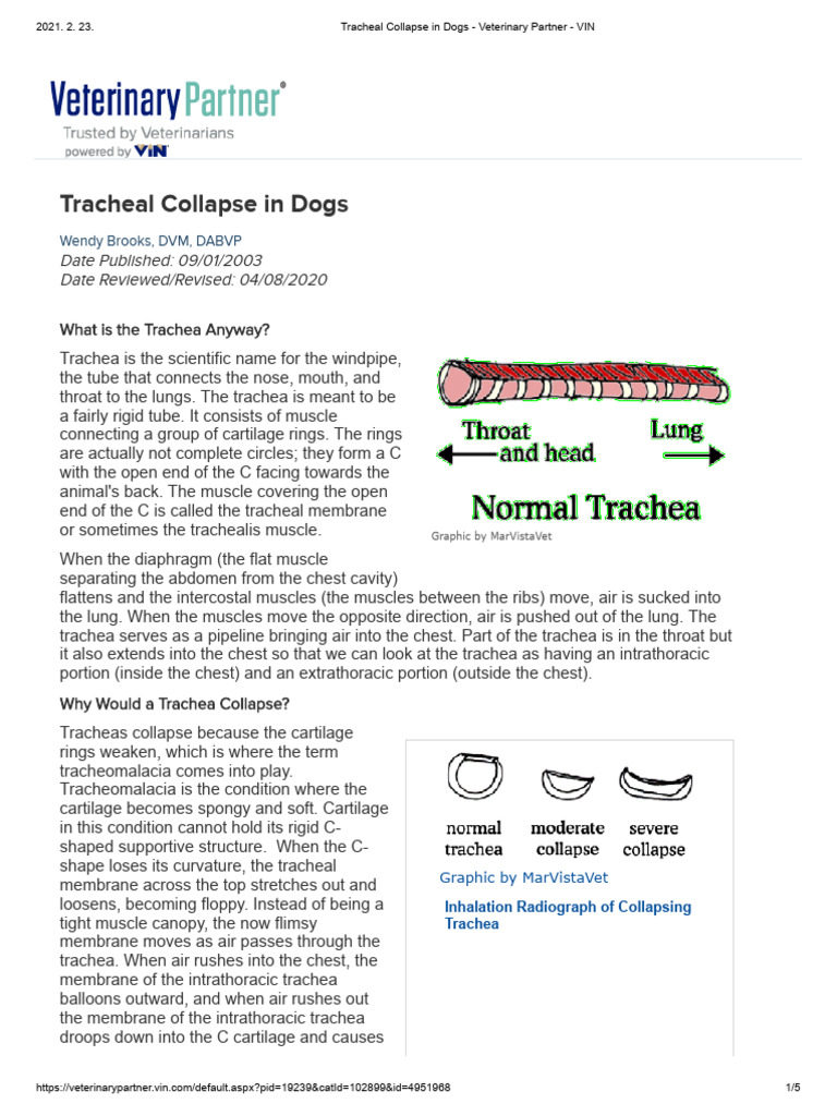 Tracheal Collapse in Dogs | PDF | Respiratory Tract | Thorax