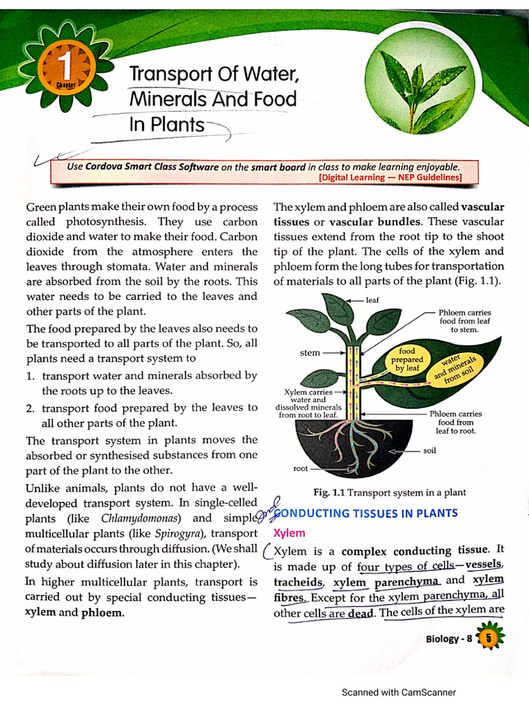 Transport of Water Minerals and Food in Plants | PDF