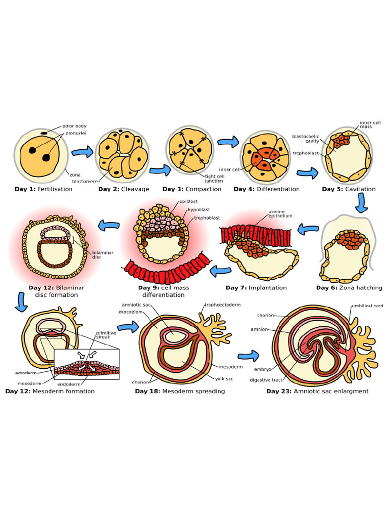 Human Embryo Genesis | PDF
