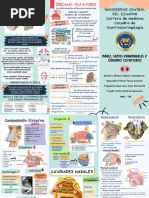 Nariz y senos paranasales | PDF | Nariz humana | Rinología