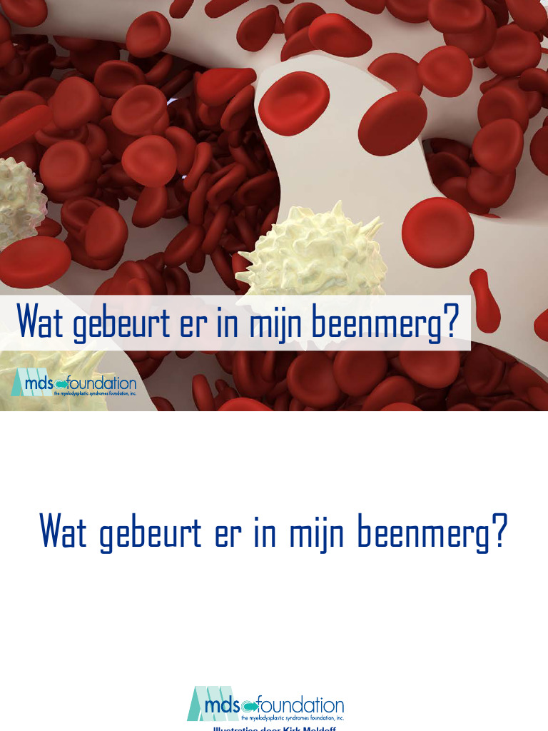 Wat Gebeurt Er in Mijn Beenmerg | PDF