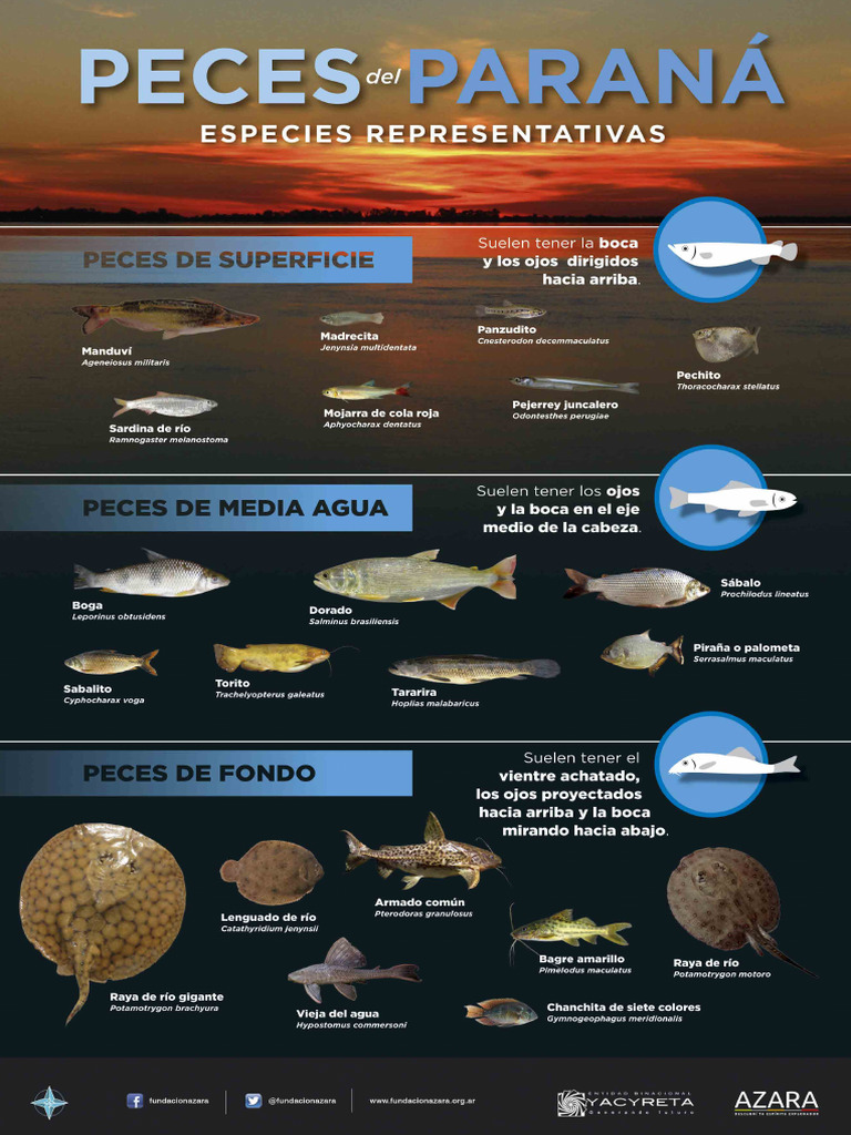 Peces Del Parana | PDF