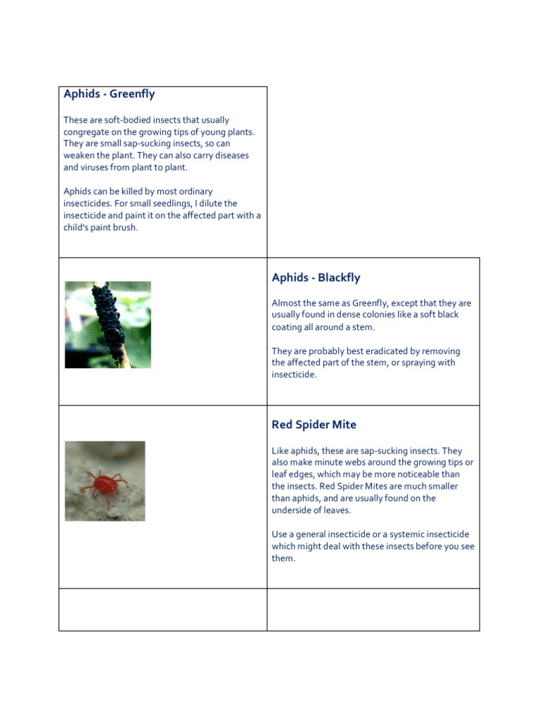 Aphids | PDF | Insects | Plants