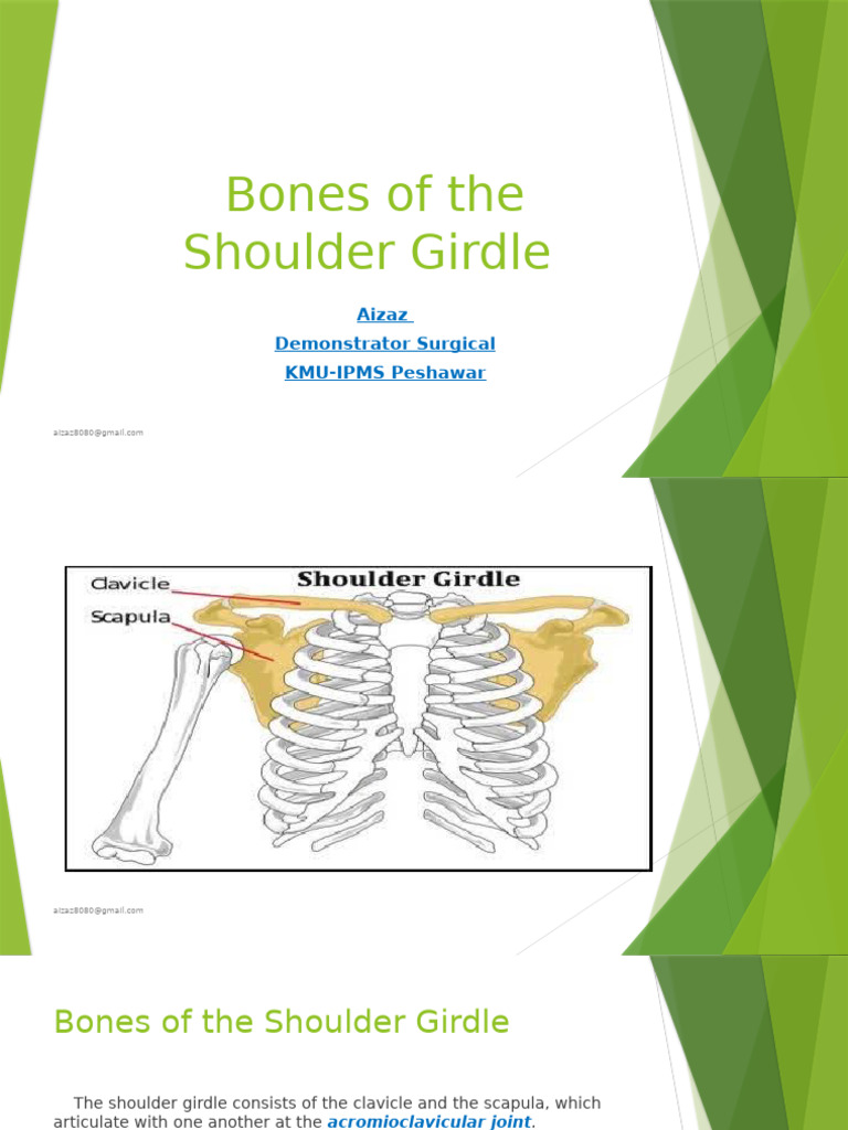 Anatomy of the Shoulder Girdle | PDF