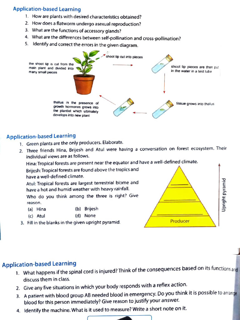 Application-Based Learning Guide | PDF | Plants | Root