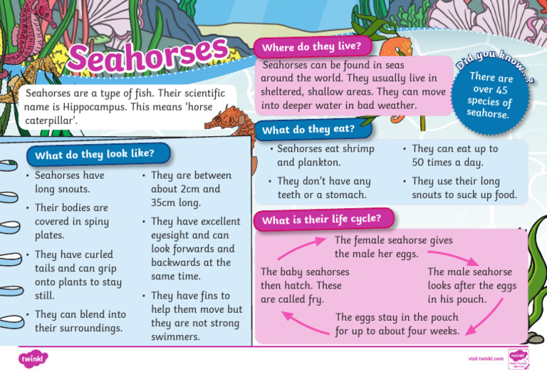 t Tp 2550360 Ks1 Seahorses Fact File Ver 2 | PDF
