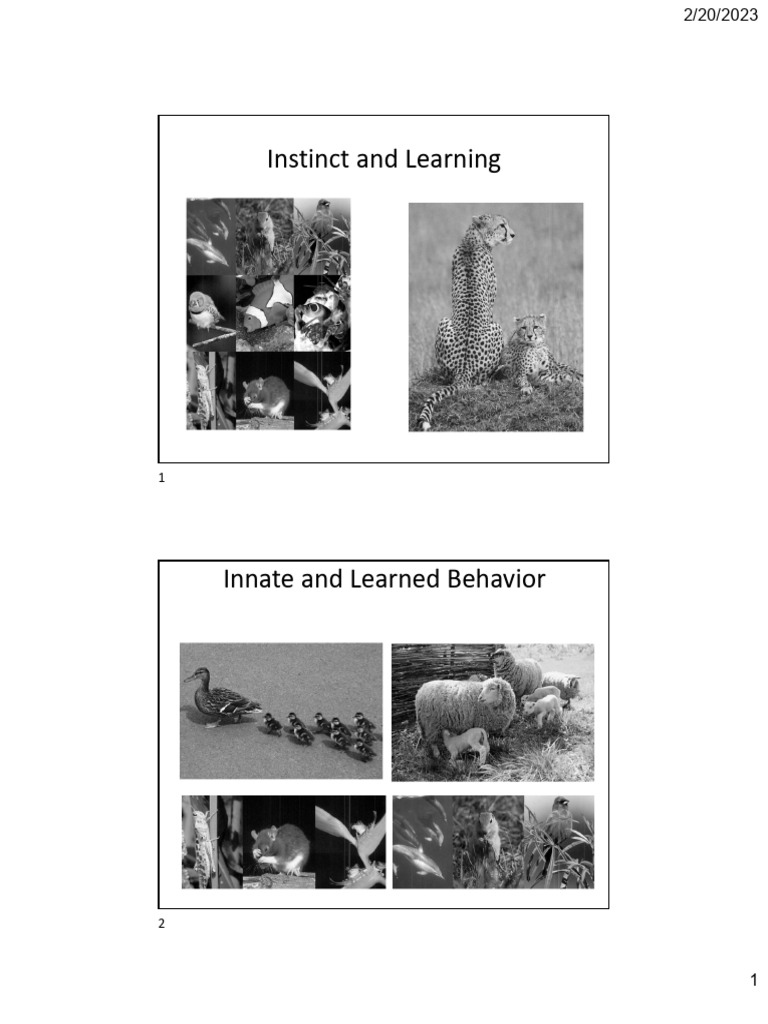Instinctive vs Learned Animal Behavior | PDF | Ethology | Zoology