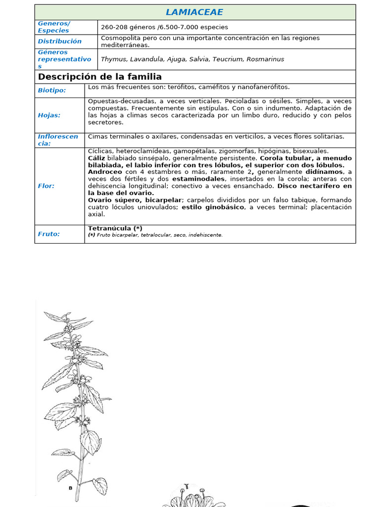Características de la familia Lamiaceae | PDF