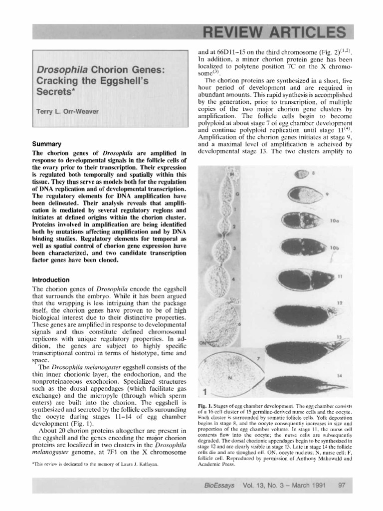 Chorion Protein in D Melonogaster | PDF | Gene | Dna Replication
