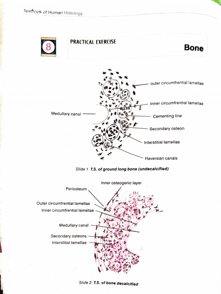 Histology Practical Slides PDF | PDF | Gastrointestinal Tract | Skin