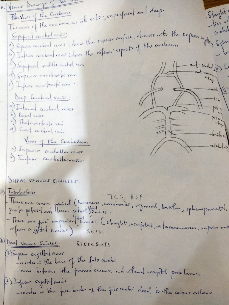 Anatomy 2 | PDF