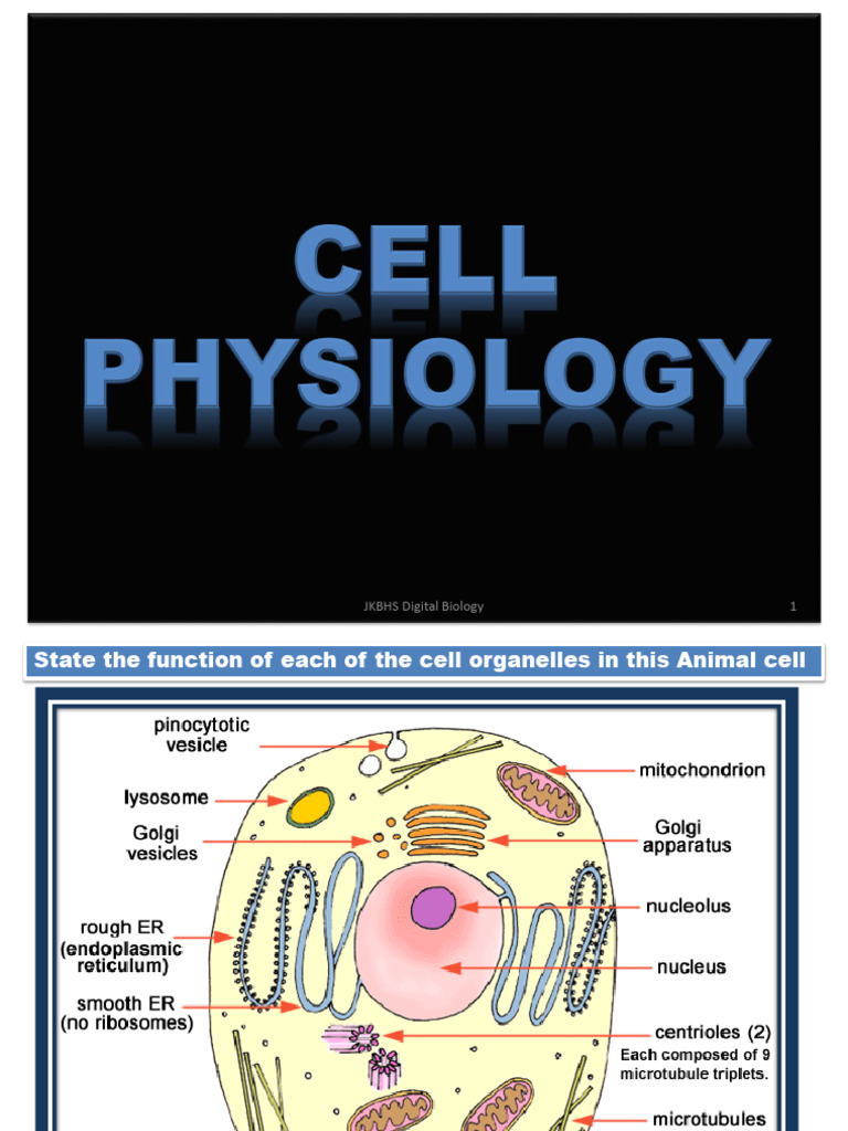 Cell Physiology: Movement of Substances | PDF | Osmosis | Diffusion