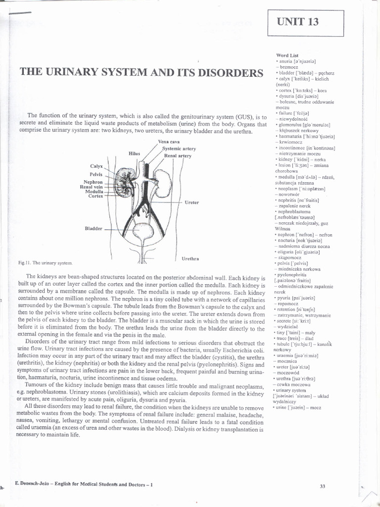 Urinary System 7 | PDF