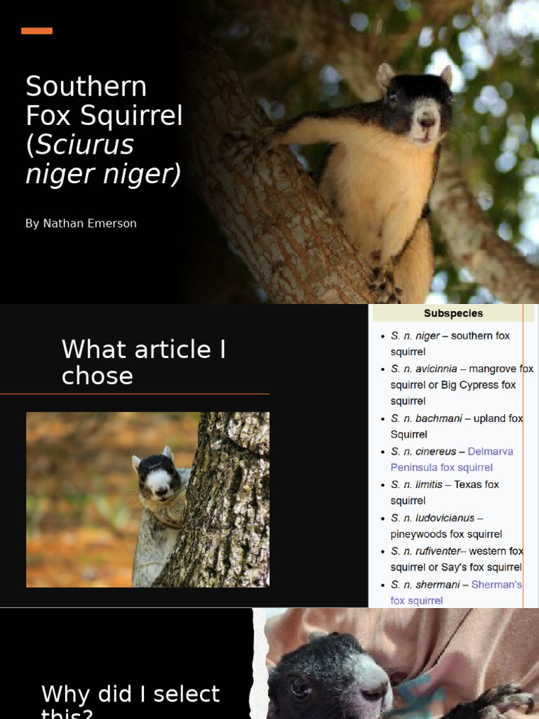Southern Fox Squirrel - Nathan | PDF