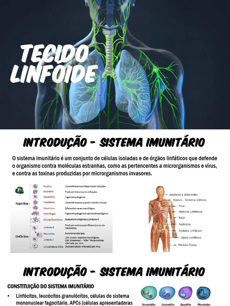 TECIDO LINFÓIDE 2024.1 | PDF | Sistema linfático | Timo