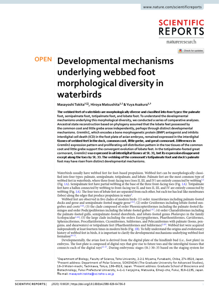 Developmental Mechanisms Underlying Webbed Foot Mo | PDF | Biology