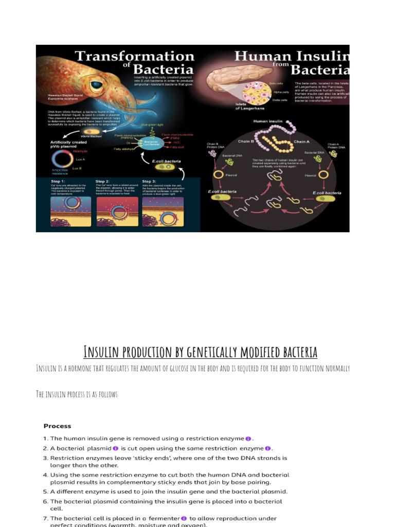 Insulin Production by Genetically Modified Bacteria | PDF