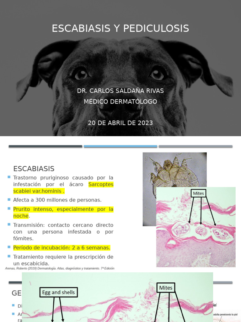 Escabiasis y Pediculosis | PDF | Enfermedades y trastornos | Medicina ...