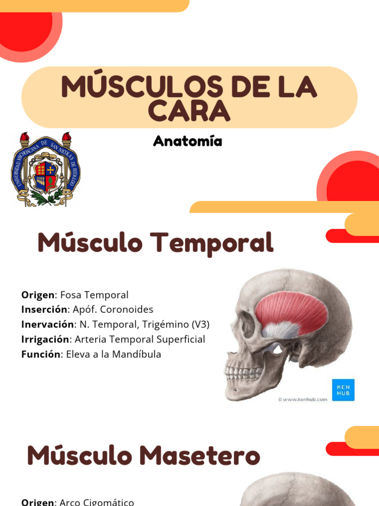 MÚSCULOS CARA CN_20241204_095207_0000 | PDF | Cara | Anatomía humana