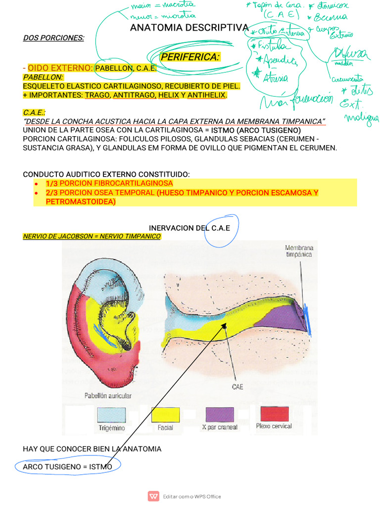 Anatomia Descriptiva 2 Clase | PDF