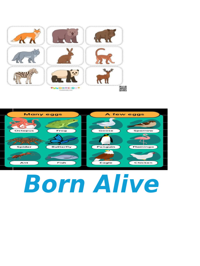 Understanding Born Alive Egg Laying | PDF