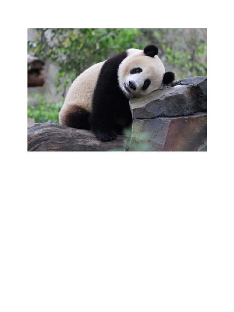 Panda | PDF