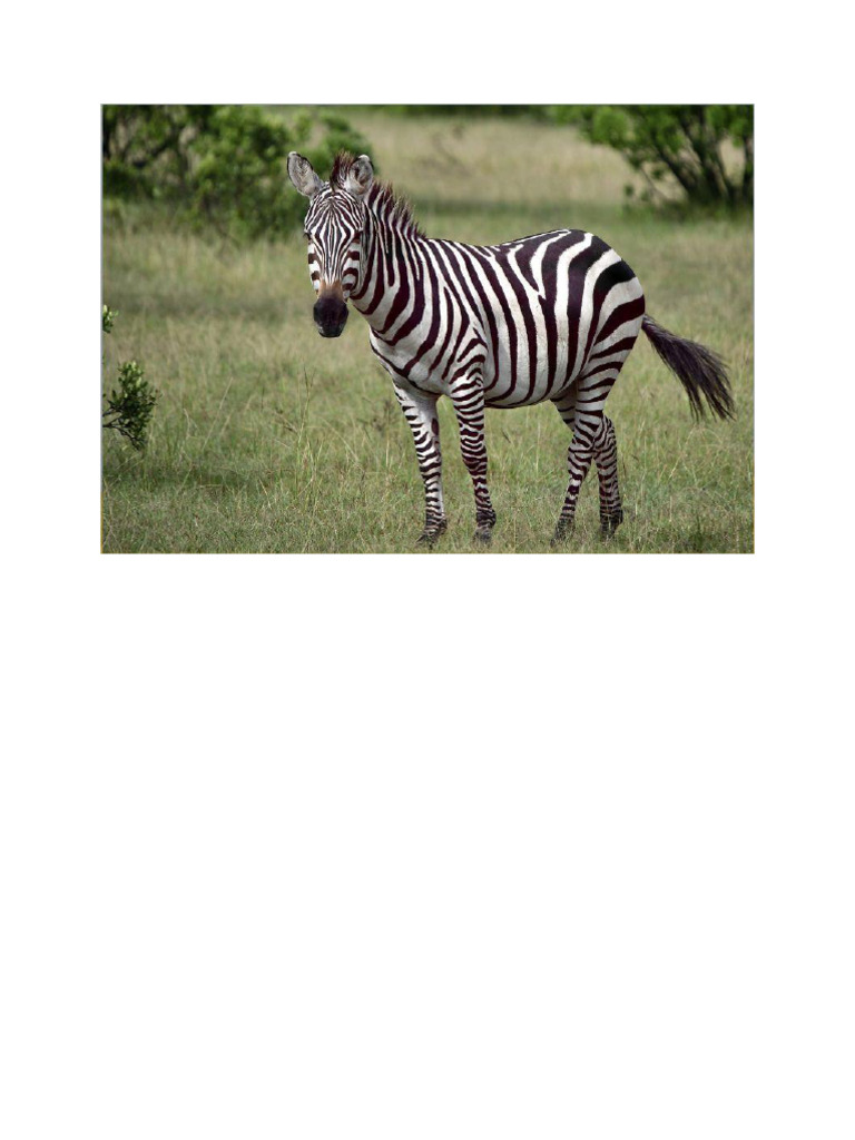 Zebra | PDF