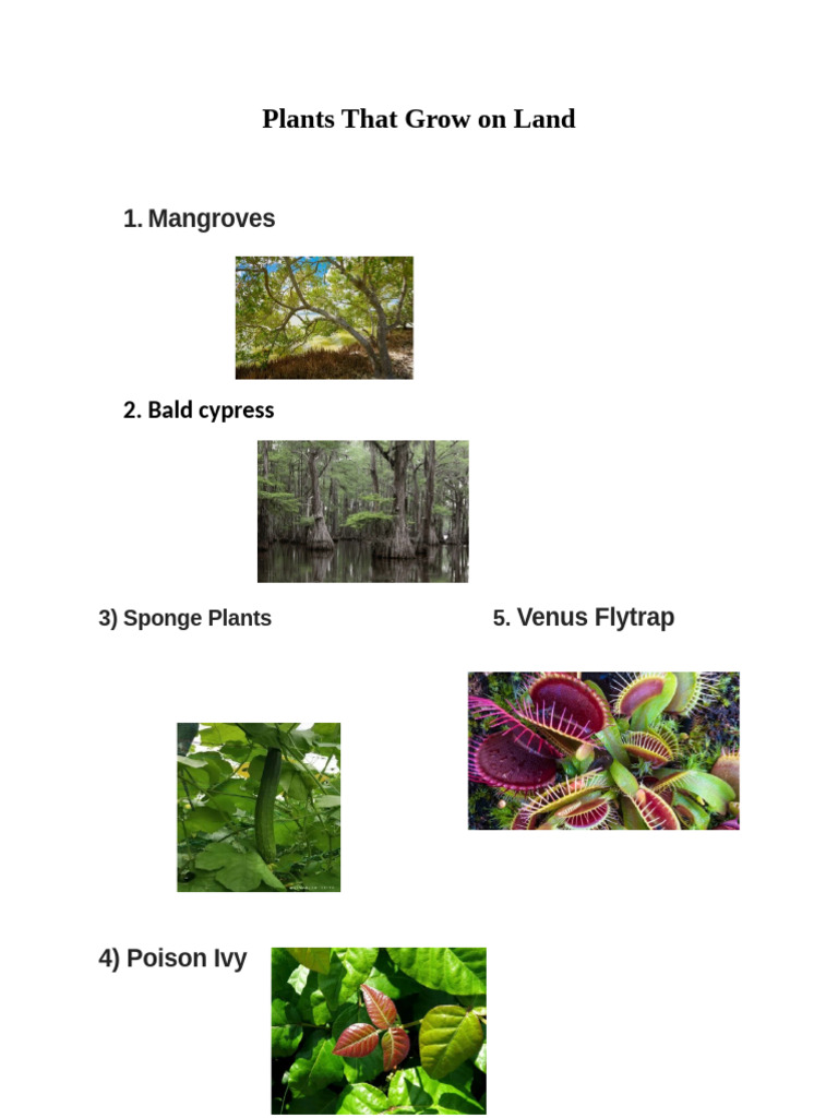 Plants That Grow On Land | PDF