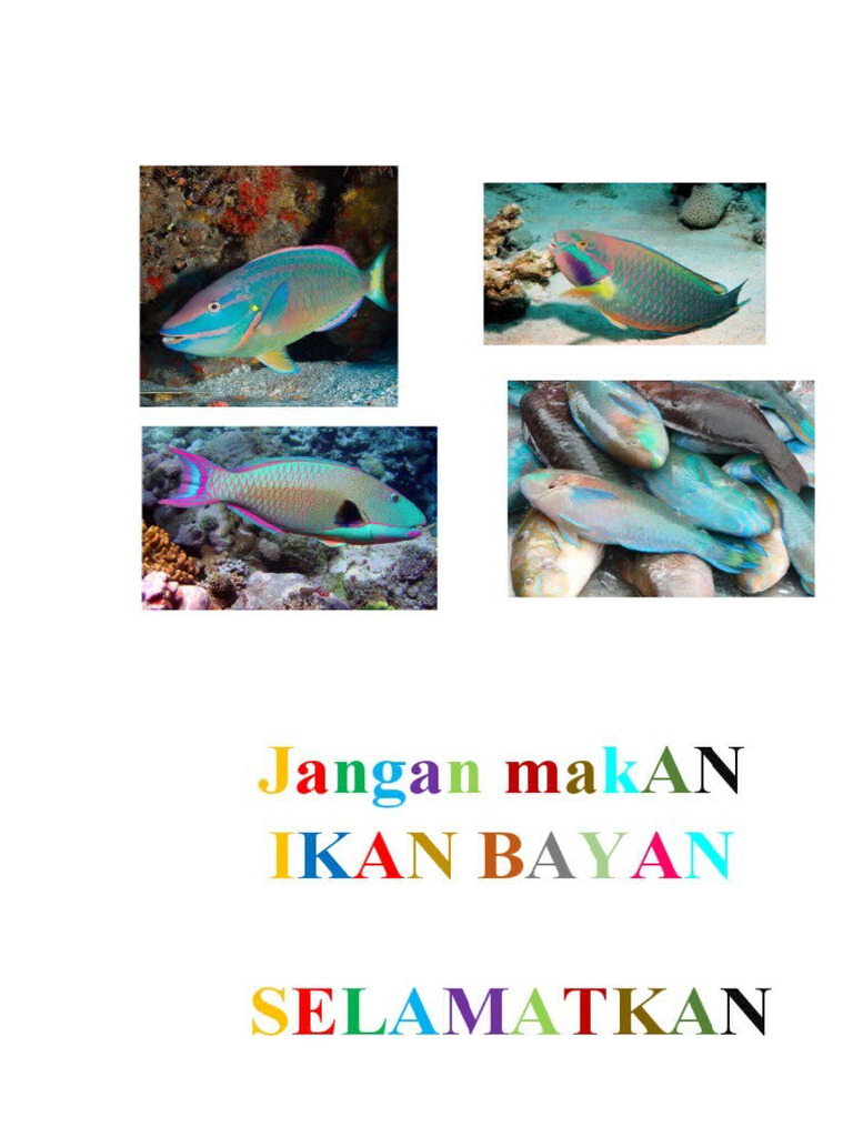 Ikan Bayan | PDF