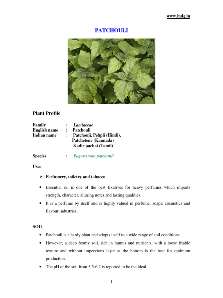 Patchouli | PDF | Soil | Plant Nursery