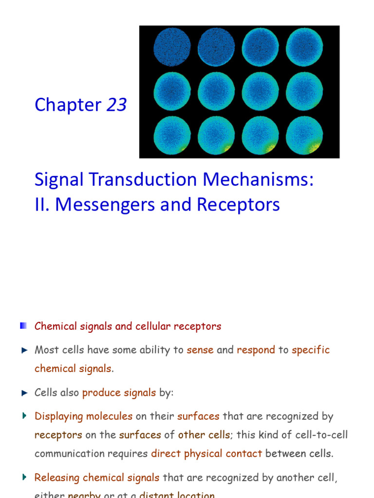 Chapter23-Signal Transduction II | PDF | Cell Signaling | Signal ...