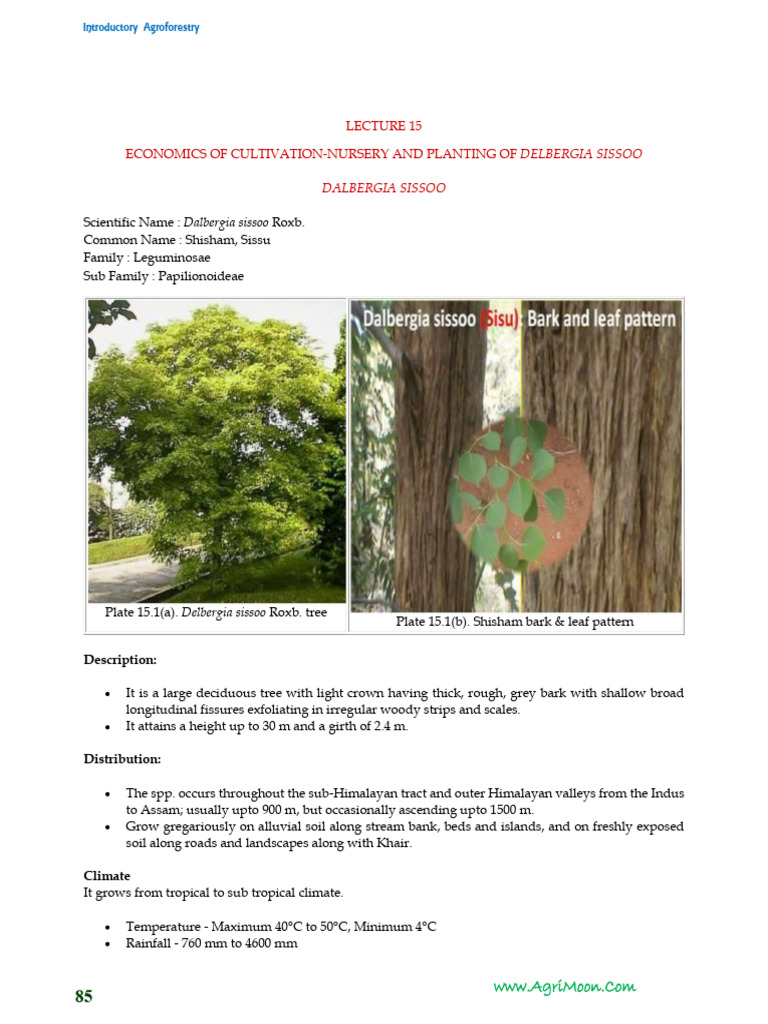 Dalbergia Sissoo Cultivation Guide | PDF | Sowing | Seed