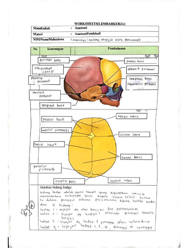 fetal skull | PDF